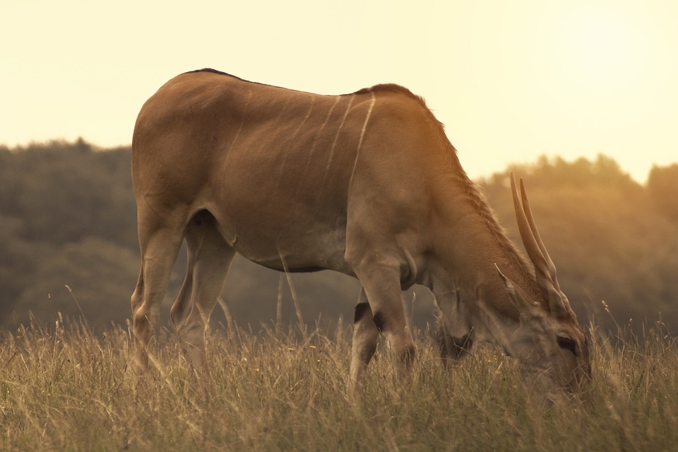 Animal Antelope Africa - Free photo on Pixabay - Pixabay