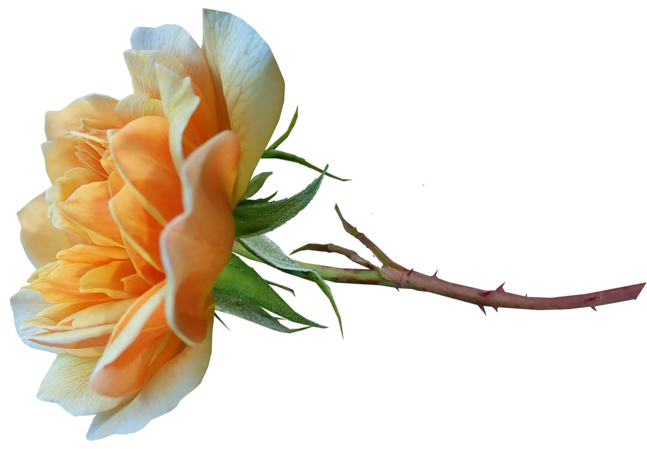 Rose Fleur Tige - Photo gratuite sur Pixabay - Pixabay