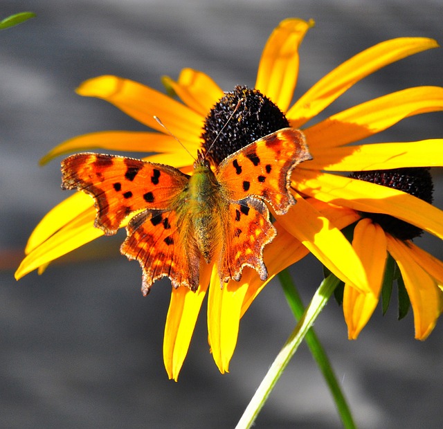 Papillon Jaune Fleur La - Photo gratuite sur Pixabay - Pixabay