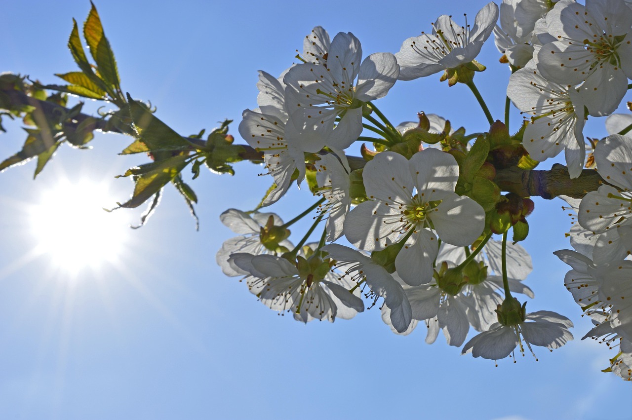 Flor De Cereza Florecer Bloom La - Foto gratis en Pixabay - Pixabay