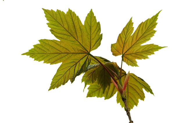 Feuille Le Printemps De - Photo gratuite sur Pixabay - Pixabay