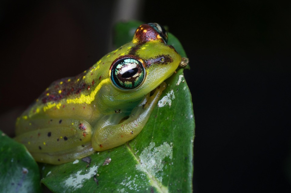 Madagascar Andasibe Rainforest - Free photo on Pixabay