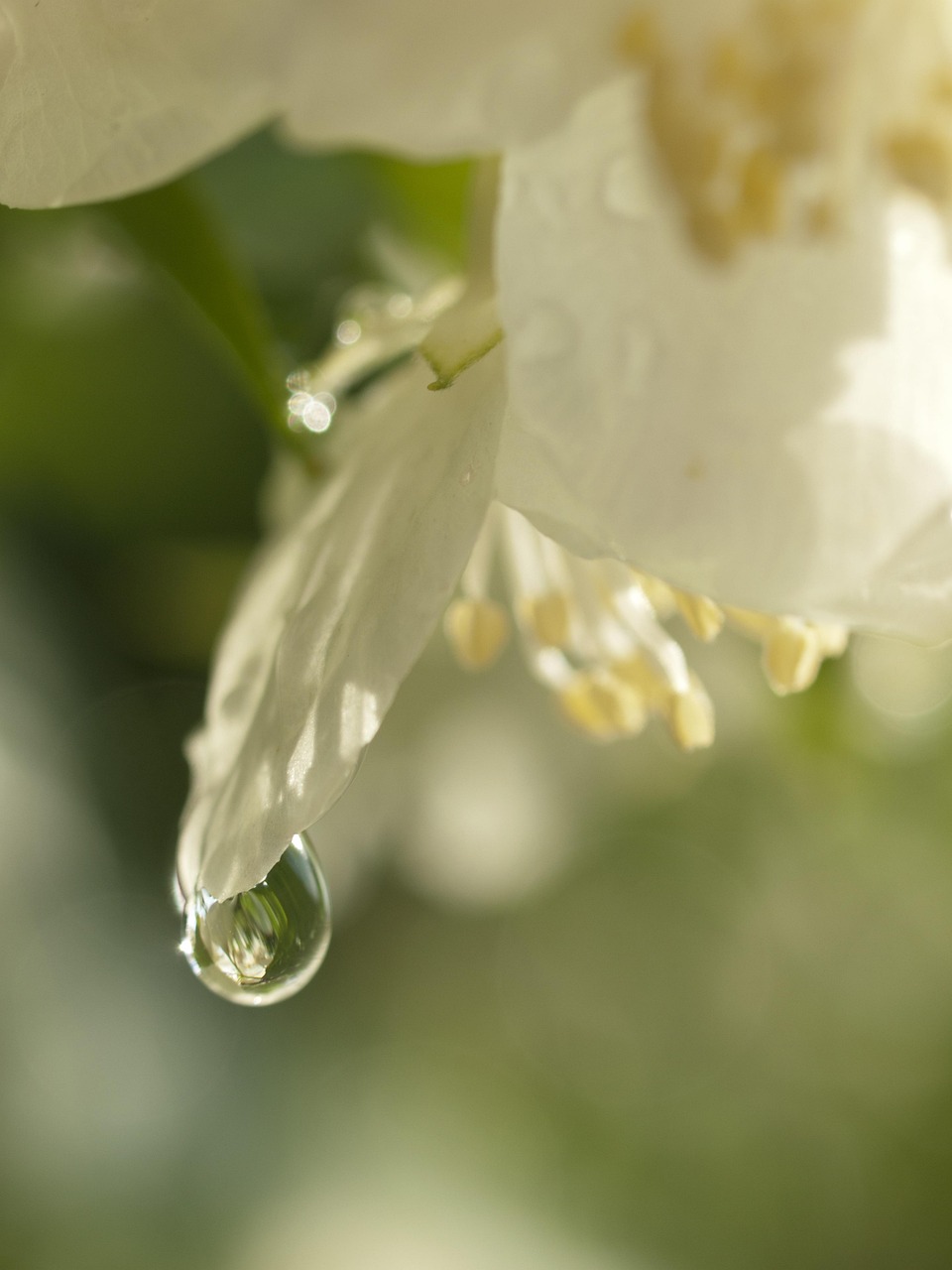 A Drop Of Jasmine White - Free photo on Pixabay - Pixabay