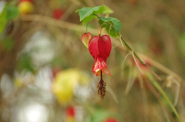 Flower Wildflower Nature - Free photo on Pixabay