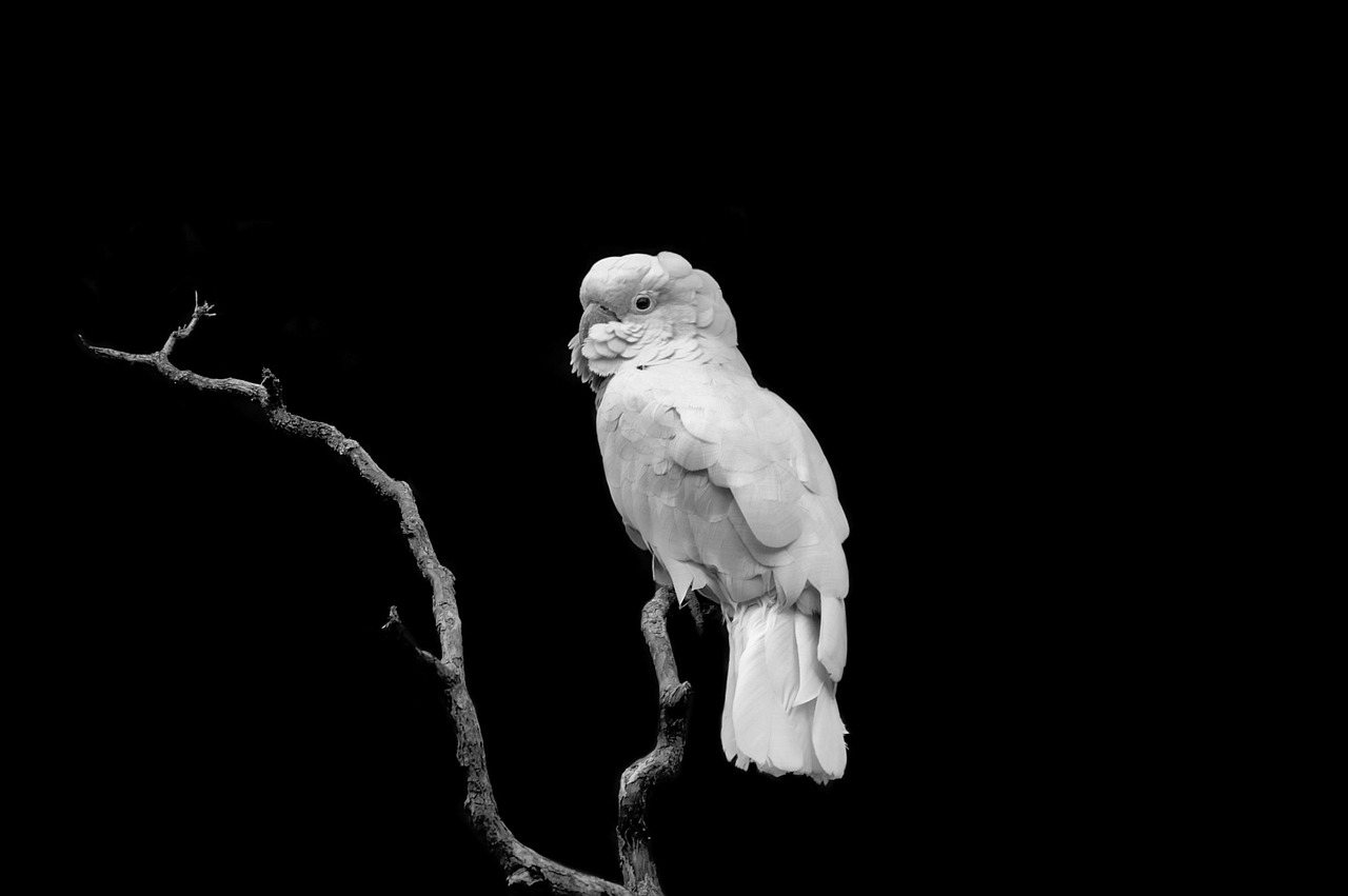Cockatoo Animal Nature - Free photo on Pixabay