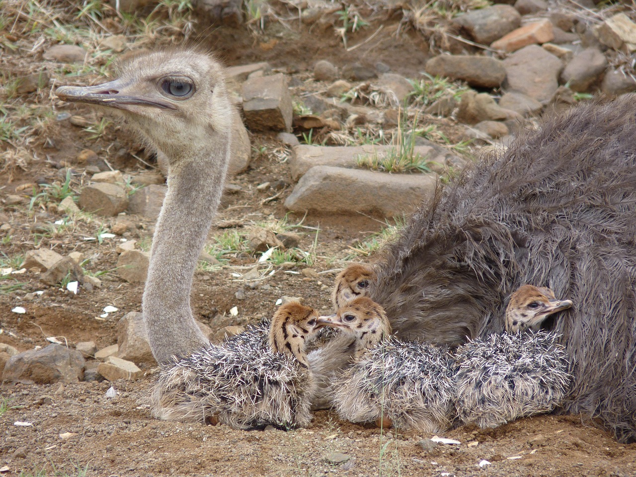 Strauss Ostrich Africa South - Free photo on Pixabay - Pixabay