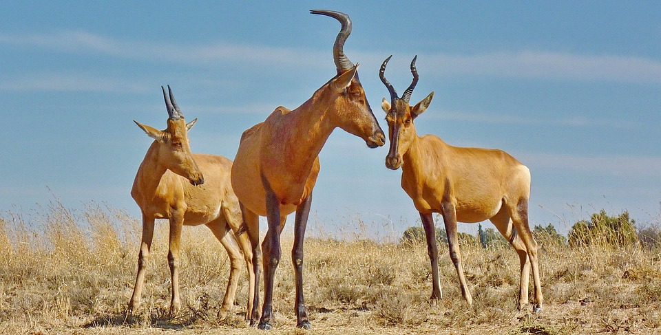 Red Hartebeest Antelope - Free photo on Pixabay - Pixabay