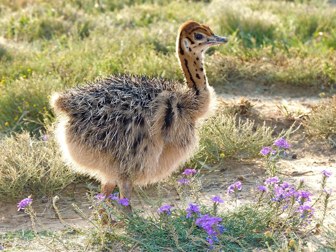 Strauss Ostrich Africa - Free photo on Pixabay - Pixabay