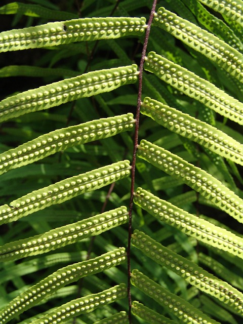Planta Samambaia - Foto gratuita no Pixabay - Pixabay