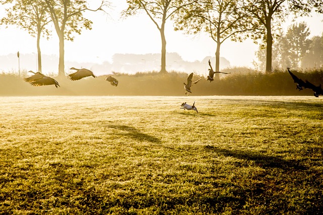 Hund Jagen Tiere - Kostenloses Foto auf Pixabay - Pixabay