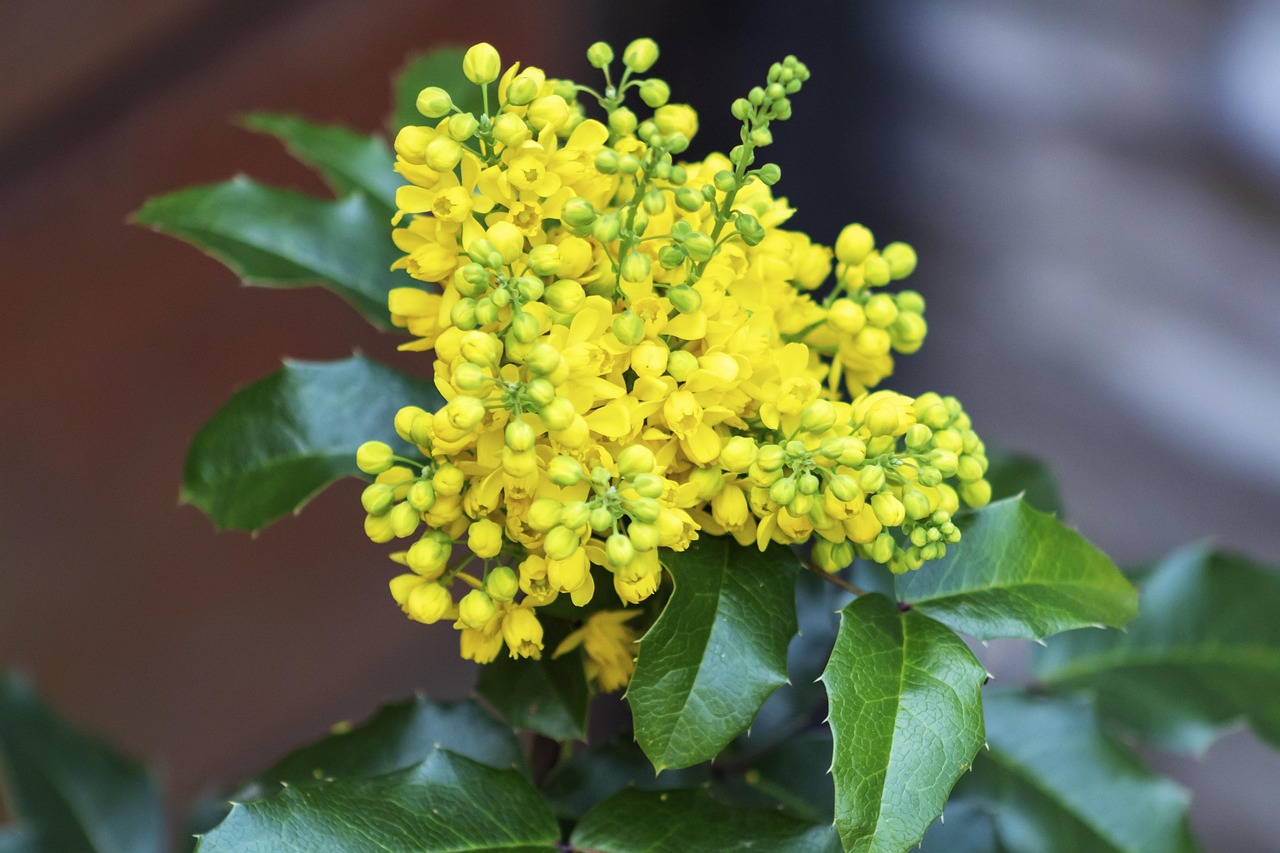 Tuin Zuurbes Struik Groenblijvend - Gratis foto op Pixabay