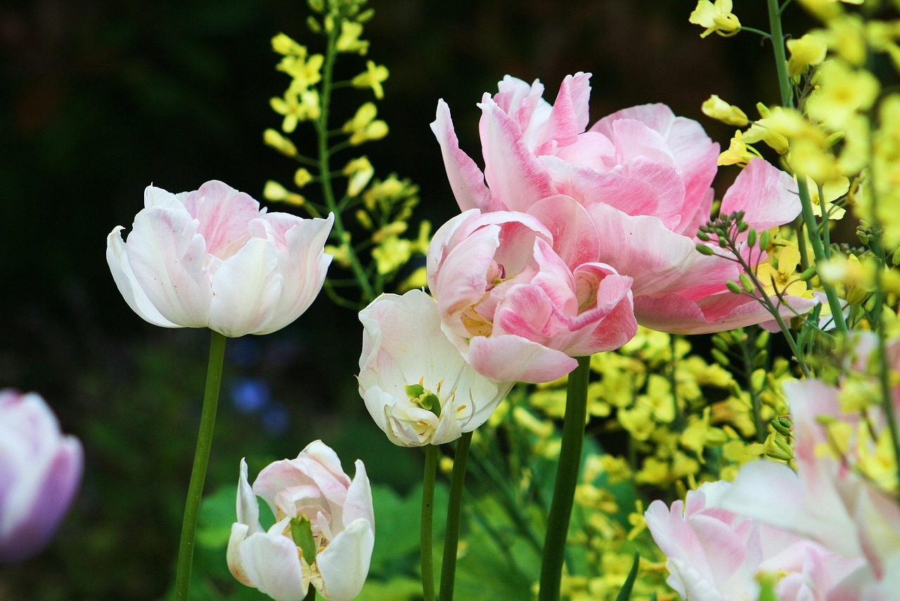 Jardín Tulipán Primavera - Foto gratis en Pixabay - Pixabay