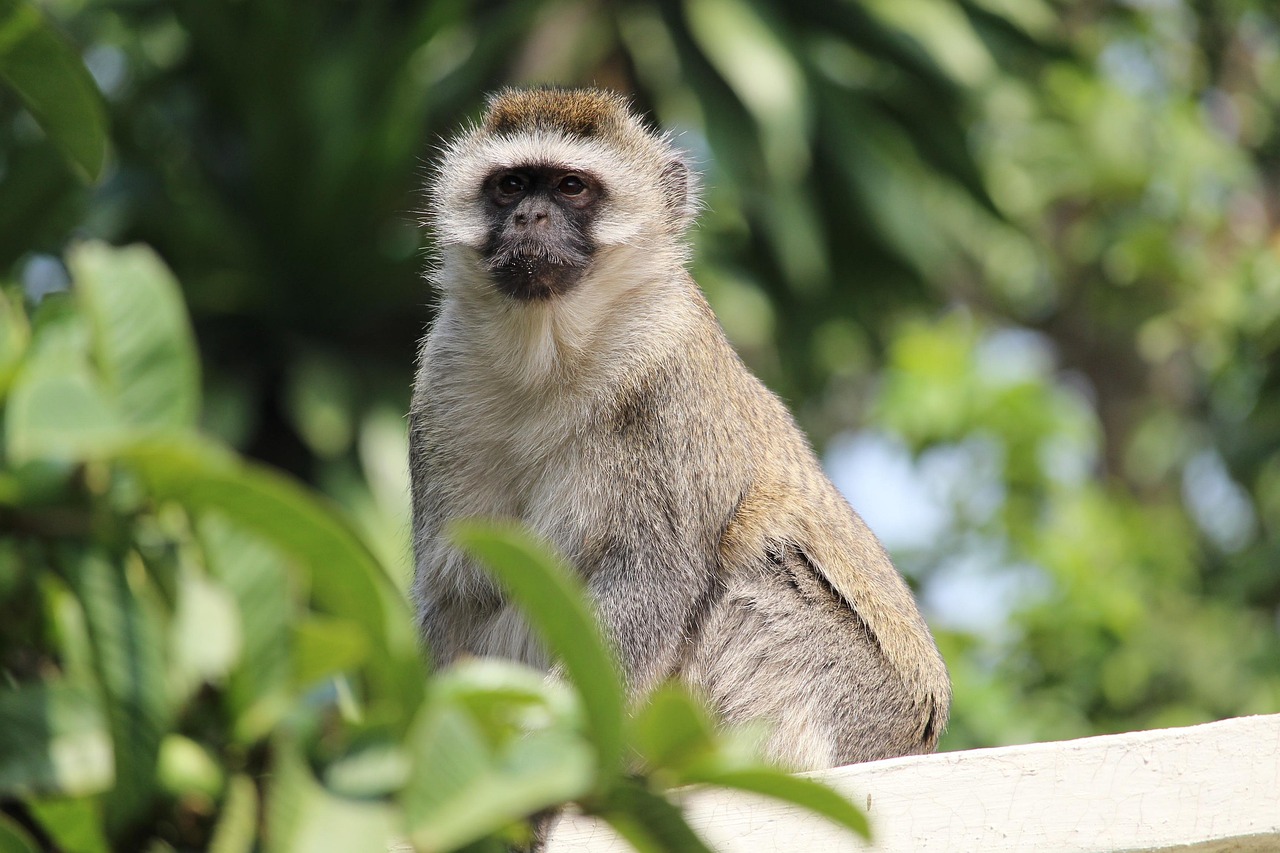 Vervet Monkey Animal