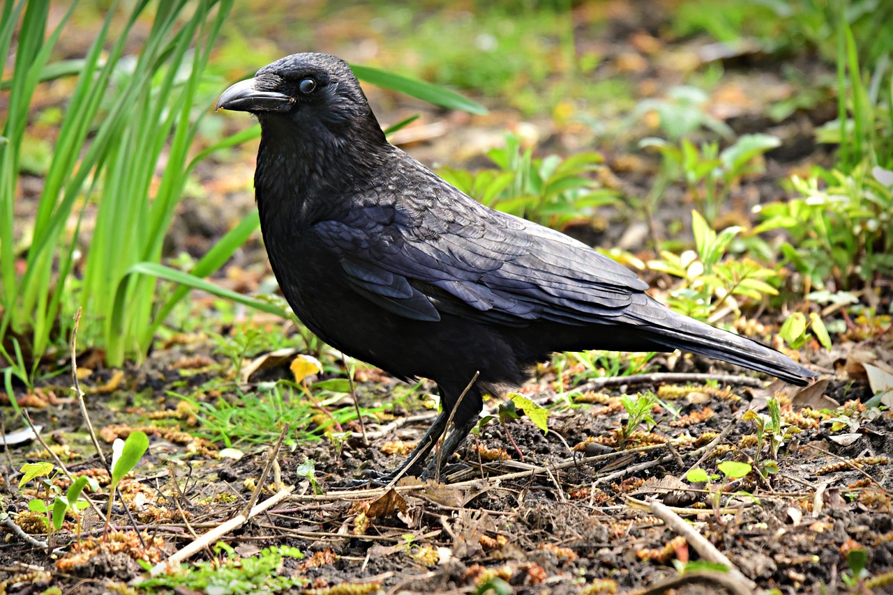 Page 3 - 10,000+ Free Cloudy Crow & Crow Images - Pixabay