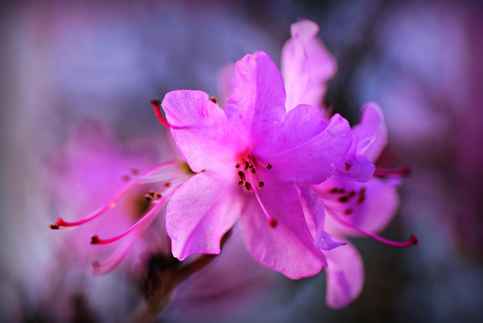 Azalea Flower Shrub - Free photo on Pixabay