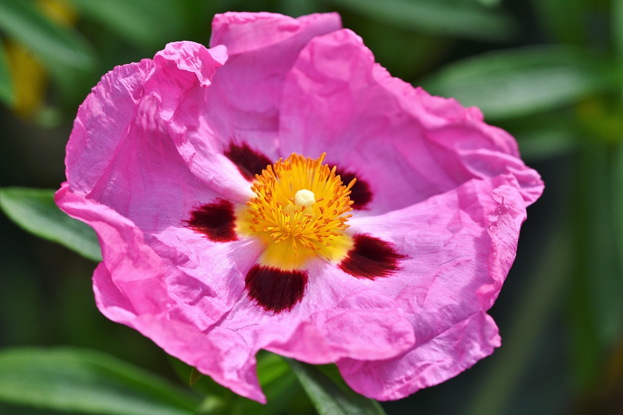 La Púrpura De Jara Flor Arbusto - Foto gratis en Pixabay - Pixabay