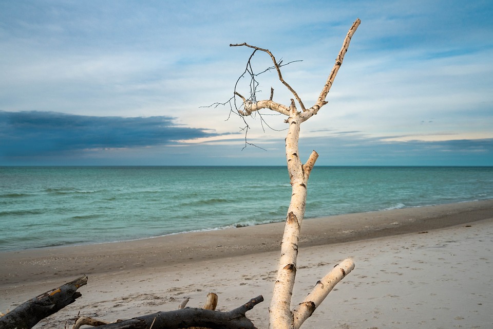 West Beach Baltic Sea Branch - Free photo on Pixabay