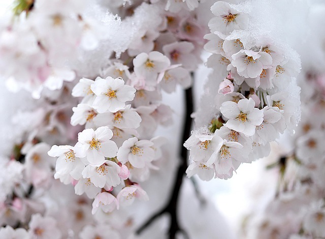 Snow Spring Beautiful - Free photo on Pixabay - Pixabay