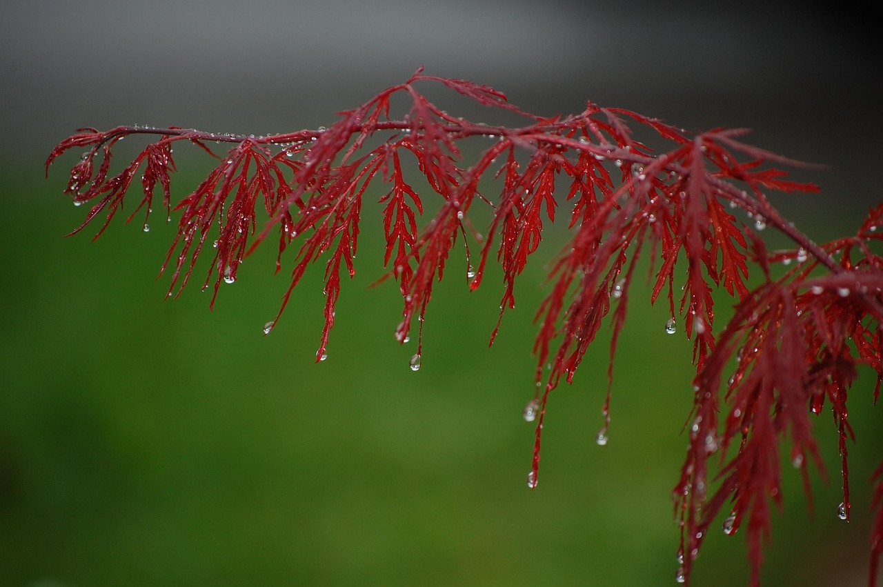 10,000+ Free Japanese Maple & Nature Images - Pixabay