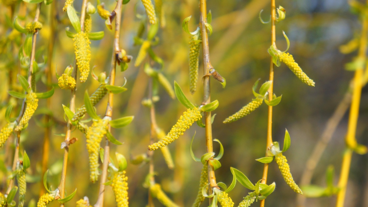 Nature Plante Arbre - Photo gratuite sur Pixabay - Pixabay