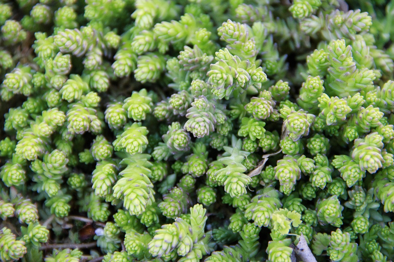 Plantes Gazon Vert - Photo gratuite sur Pixabay - Pixabay