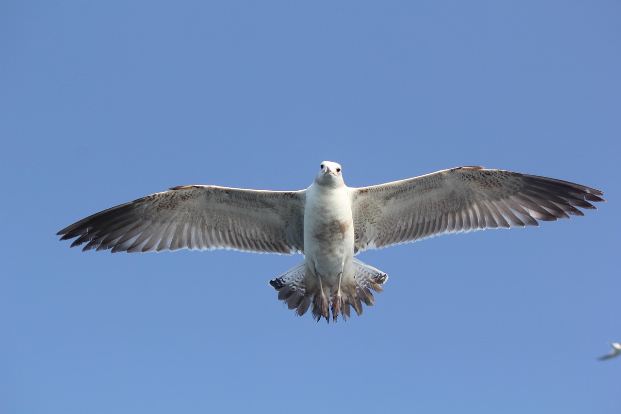 Flying Bird Nature - Free photo on Pixabay - Pixabay