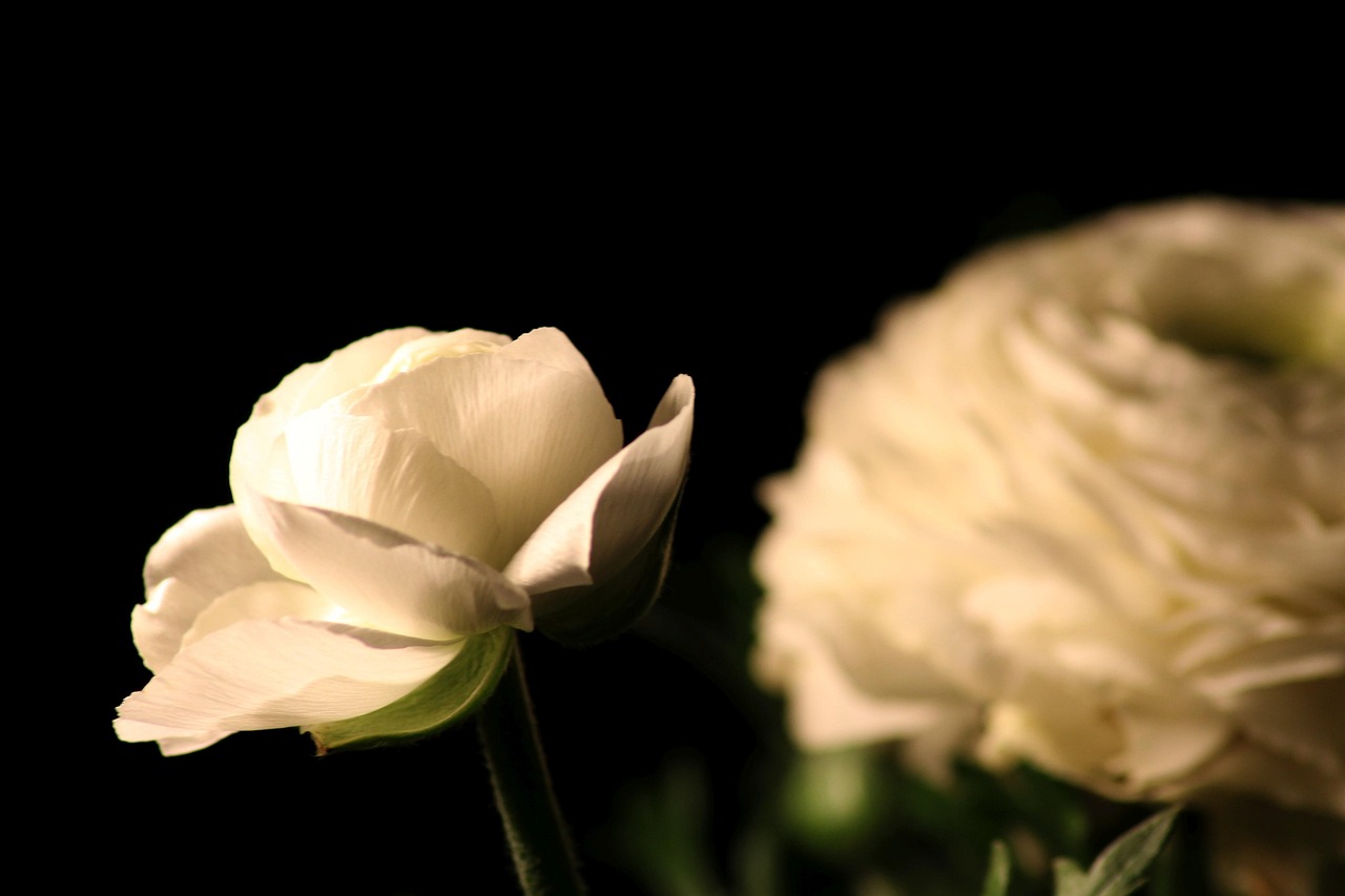 Renoncule Fleurs Macro Le - Photo gratuite sur Pixabay - Pixabay