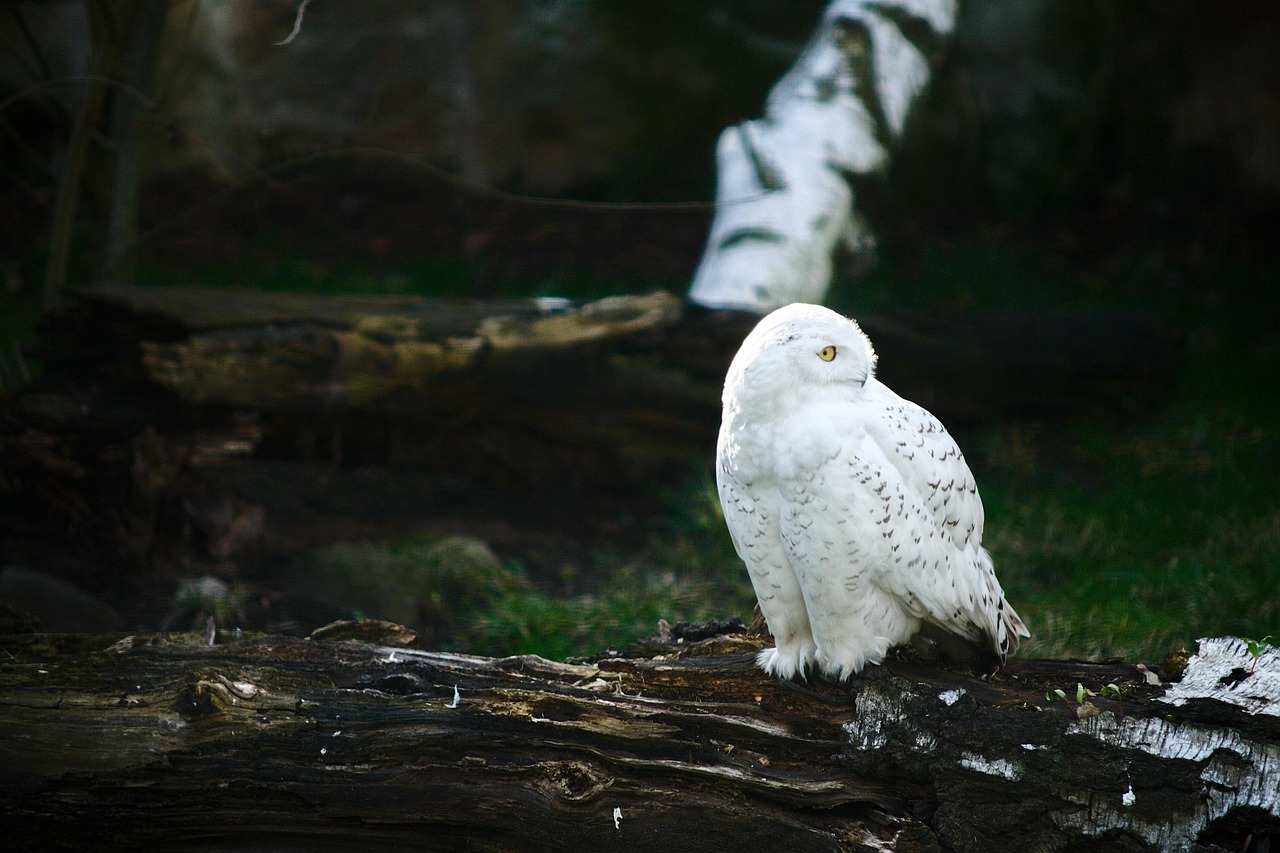 Uil Dieren In Het Wild Dier - Gratis foto op Pixabay - Pixabay