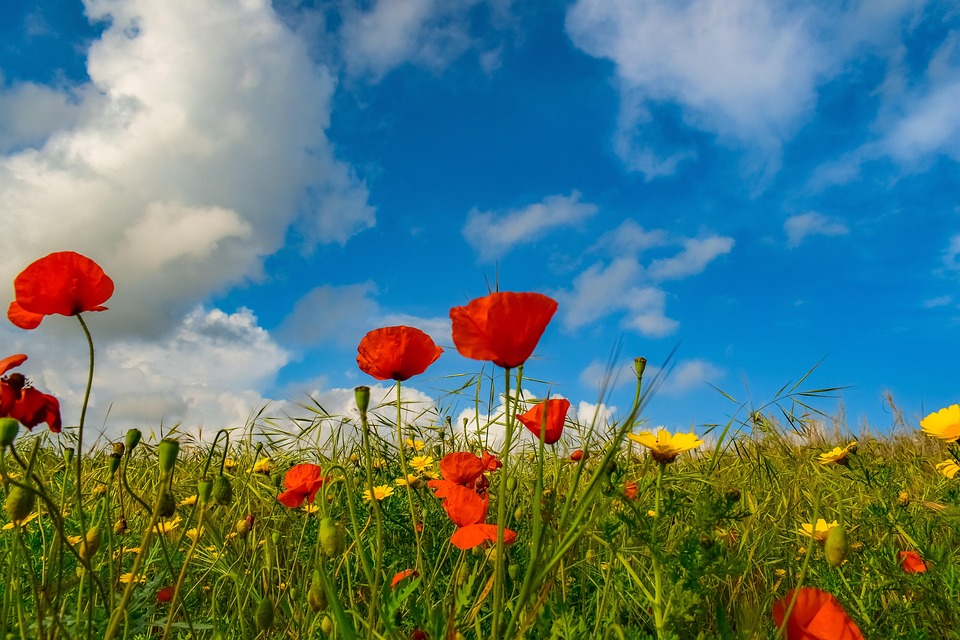 Spring Field Nature - Free photo on Pixabay