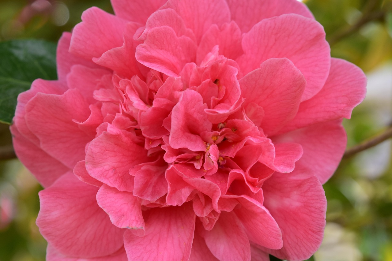 Flower Pink Of - Free photo on Pixabay - Pixabay