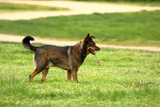 20.000 + Cane Gioca e Animale Domestico immagini gratis - Pixabay