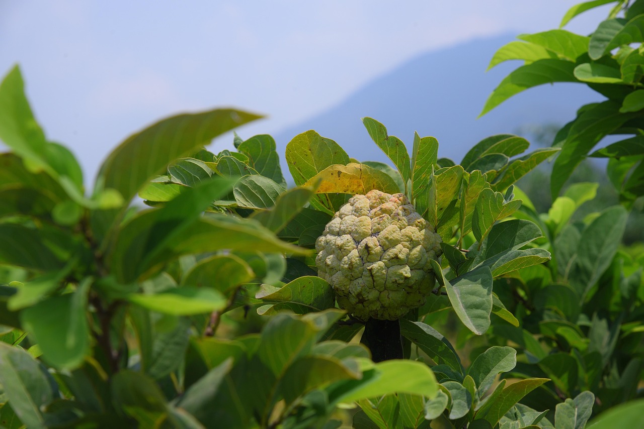 10+ Free Annona & Fruit Images - Pixabay