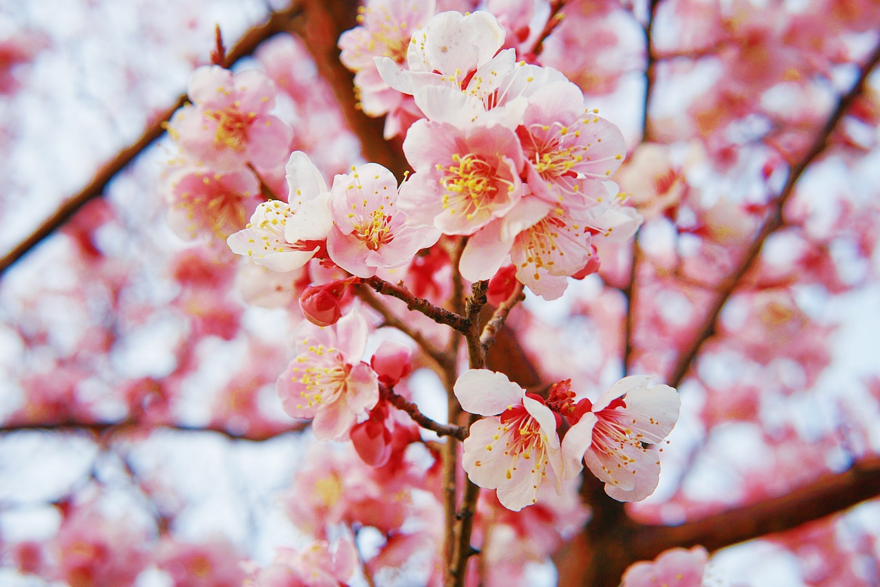 Cherry Blossom Flower Pink - Free photo on Pixabay - Pixabay