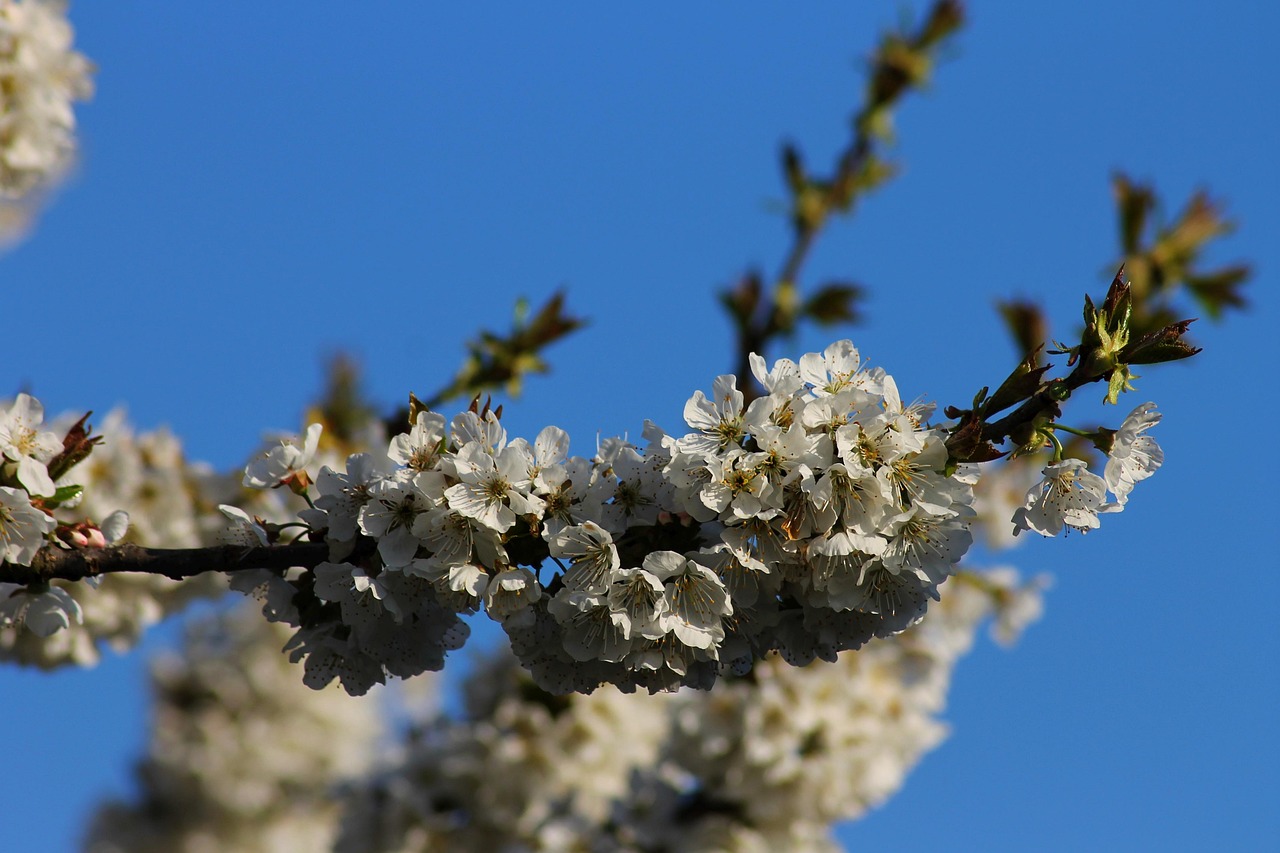 Fiori Primavera Natura Di - Foto gratis su Pixabay - Pixabay