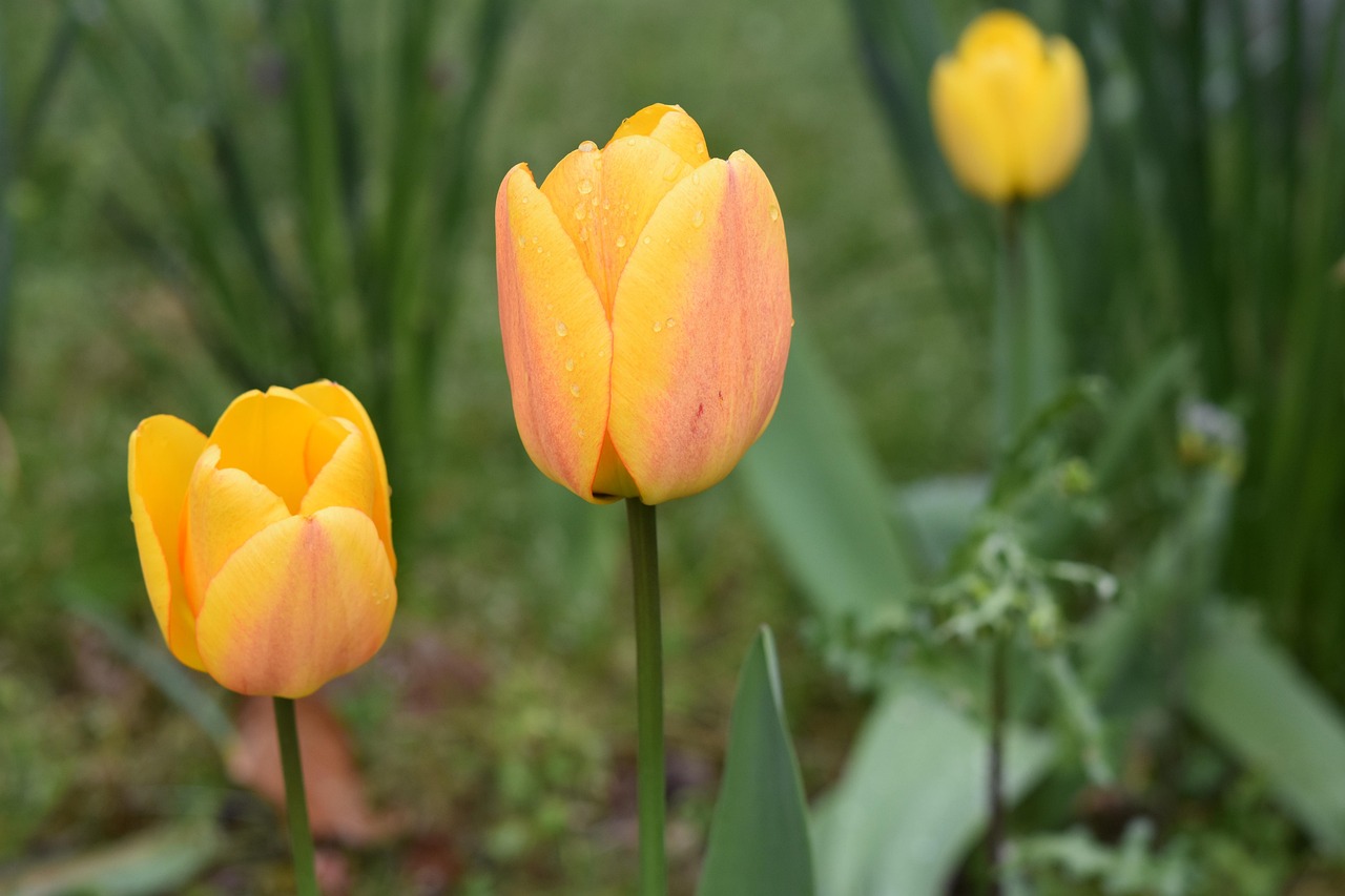Flor Tulipanes Tulipán Amarillo - Foto gratis en Pixabay - Pixabay