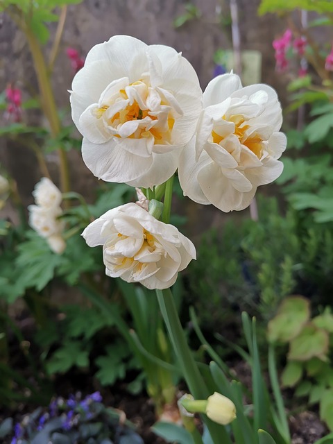 Flowers Spring Daffodil - Free photo on Pixabay