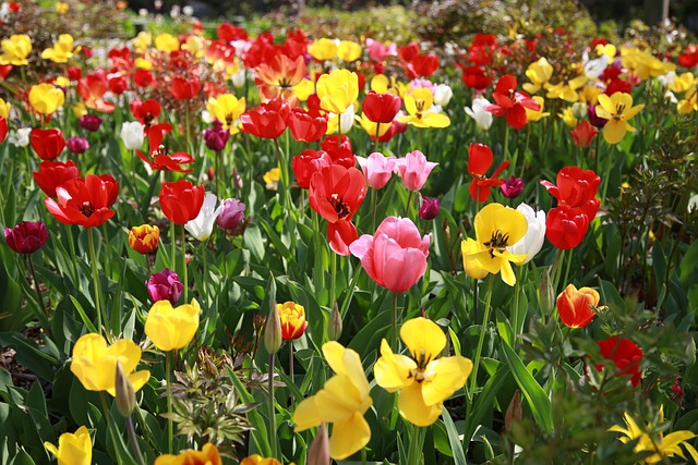 Tulip Garden Nature - Free photo on Pixabay