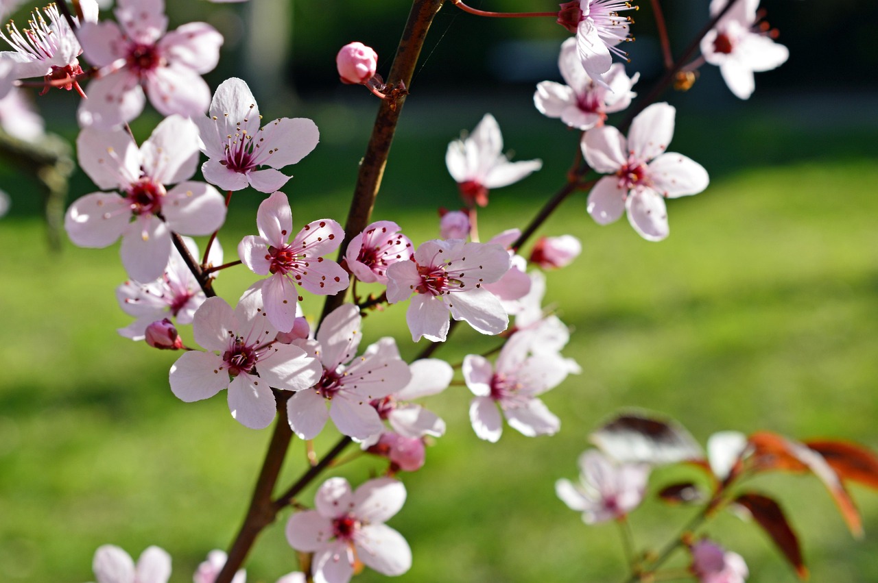 Blood Plum Prunus Cerasifera - Free photo on Pixabay