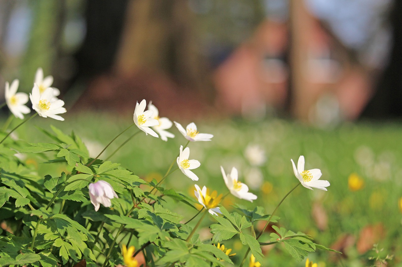 Wood Anemones Forest Flower White - Free photo on Pixabay
