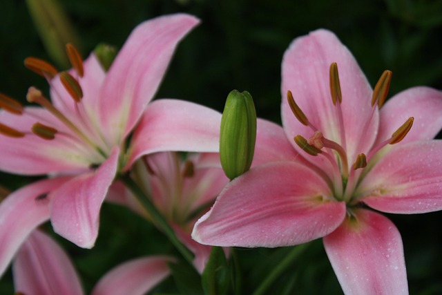 Lis Fleurs Bloom - Photo gratuite sur Pixabay - Pixabay