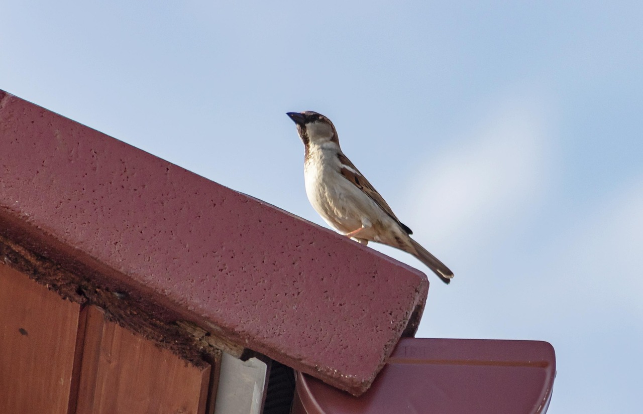 500+ Free House Sparrow & Nature Images - Pixabay