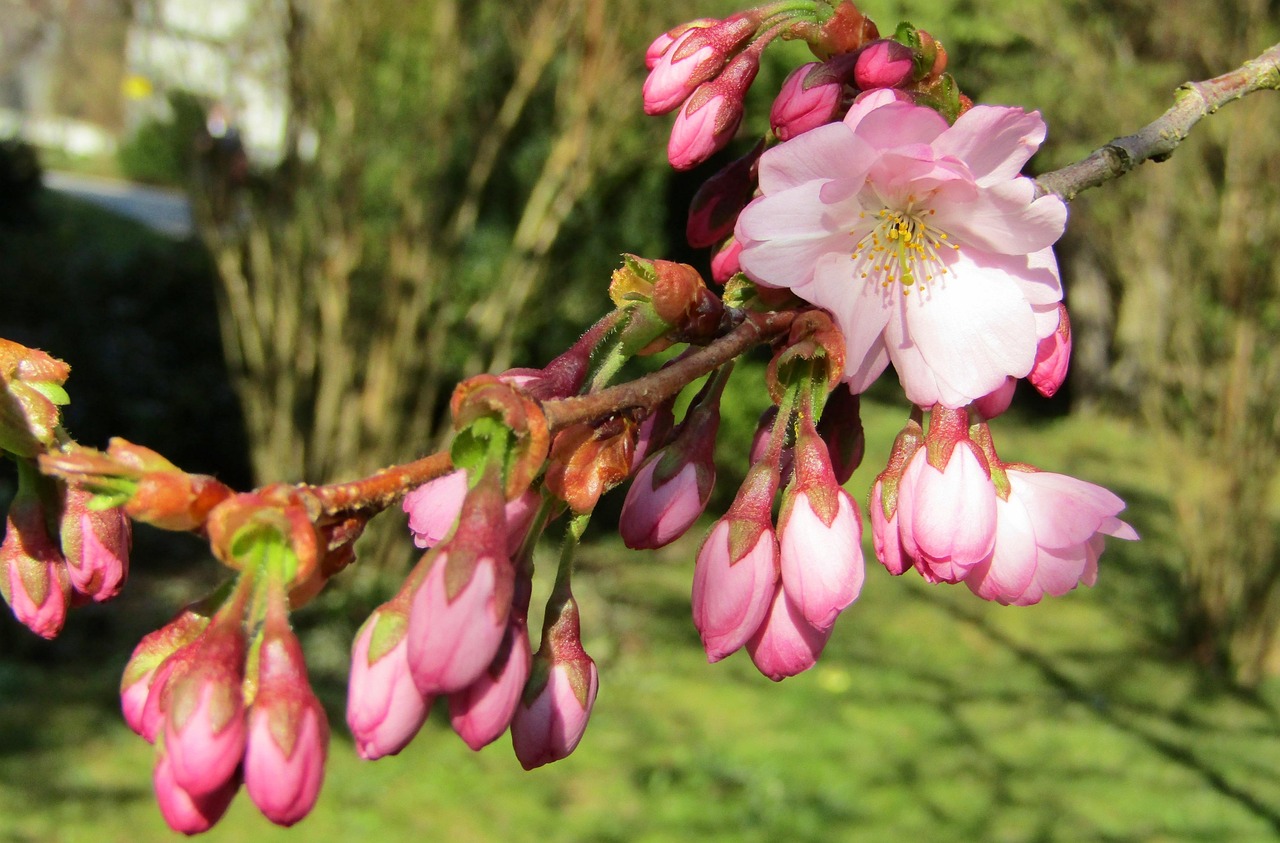 Japanische Kirsche Frühling Rosa - Kostenloses Foto auf Pixabay - Pixabay
