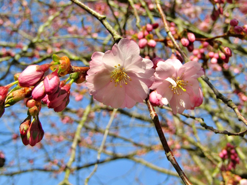 Japanische Kirsche Frühling Rosa - Kostenloses Foto auf Pixabay