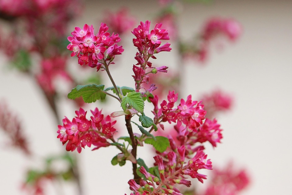 Fleurs Arbuste Framboise - Photo gratuite sur Pixabay - Pixabay