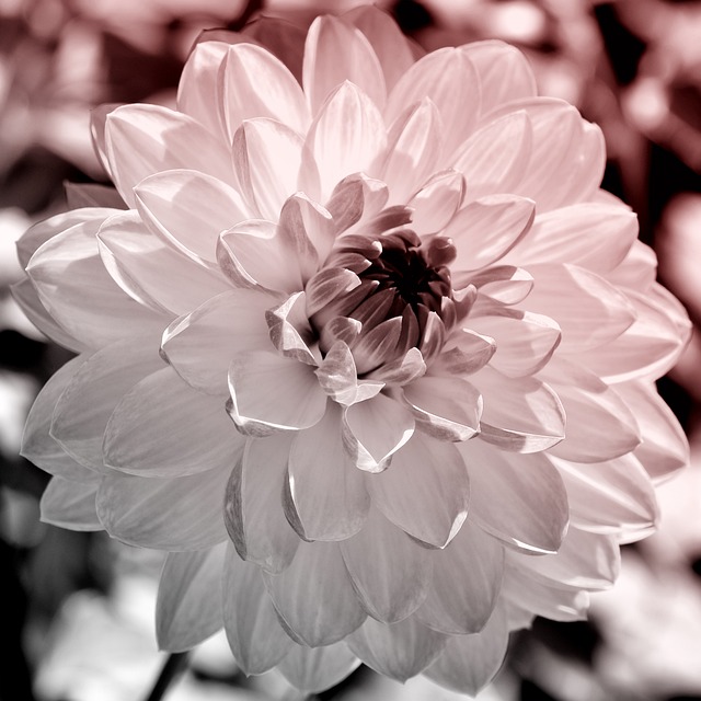 Flower Floral Nature - Free photo on Pixabay