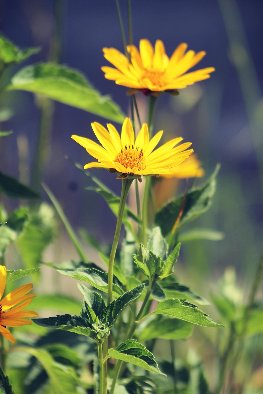 Garten Blume Natur Blüht - Kostenloses Foto auf Pixabay - Pixabay