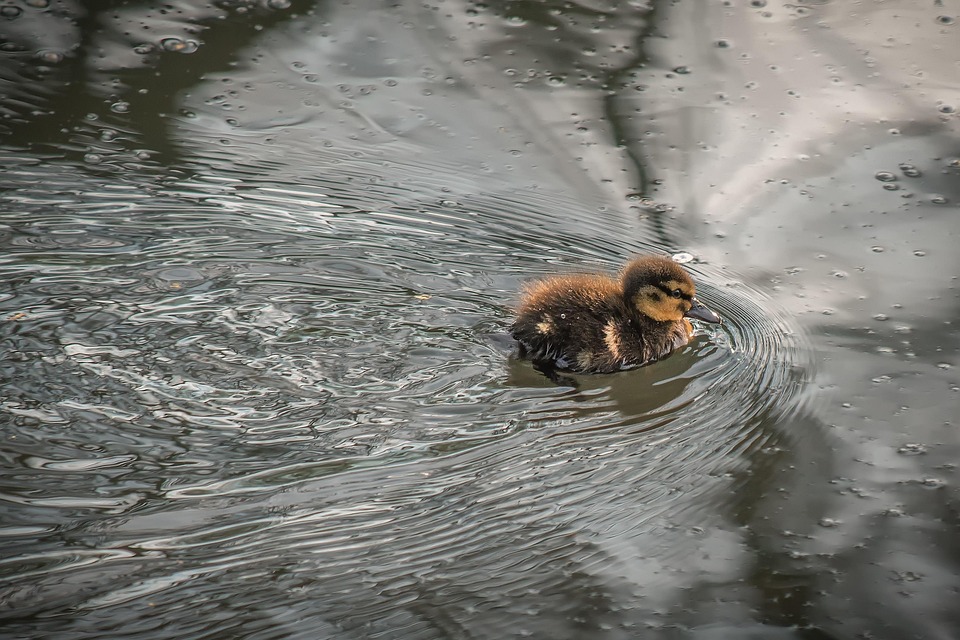 Duck Chick Water Bird - Free photo on Pixabay - Pixabay