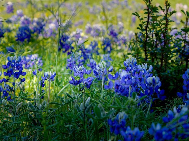 30+ Free Bluebonnets & Texas Images - Pixabay