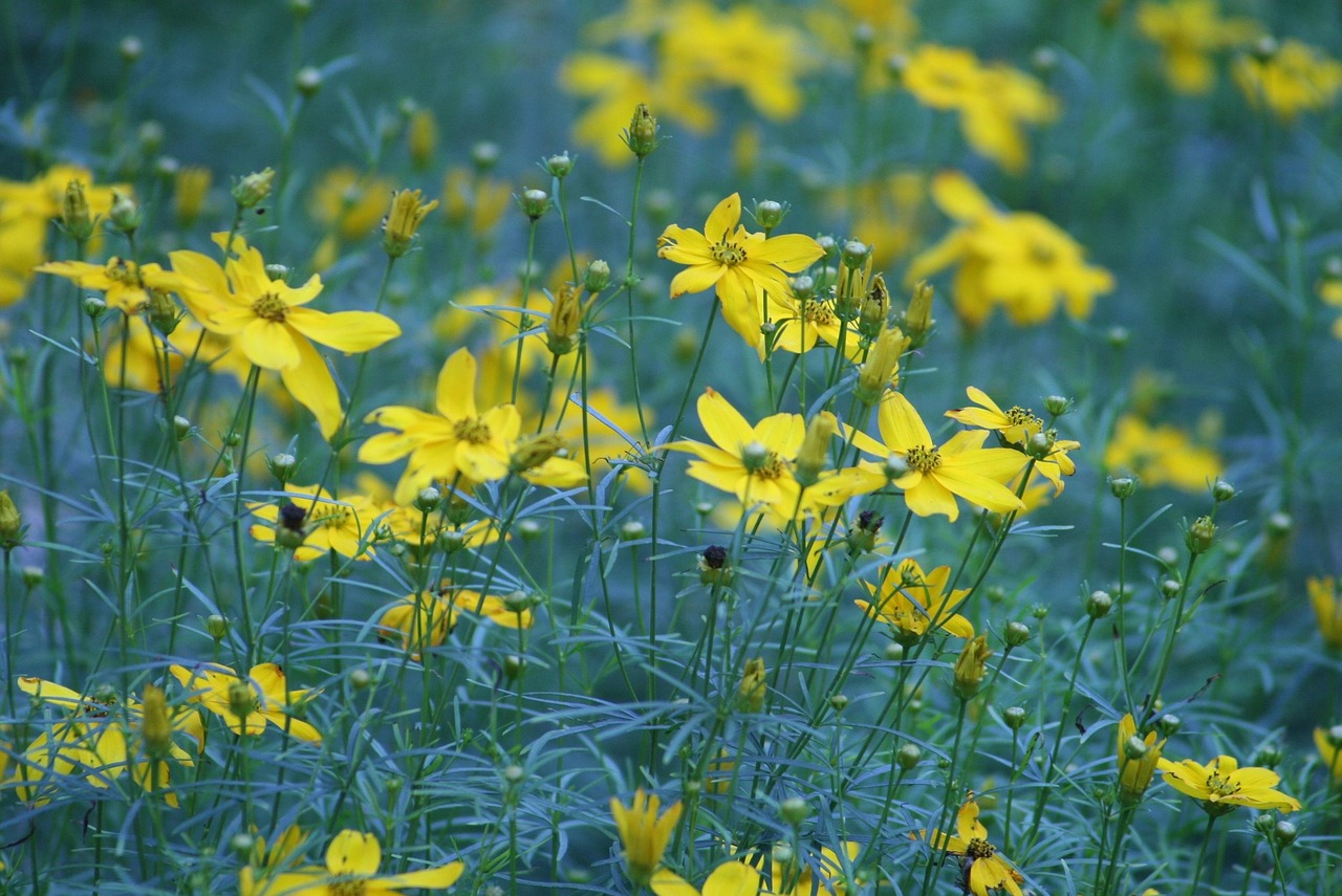 Bloem Bloemen Weide - Gratis foto op Pixabay - Pixabay