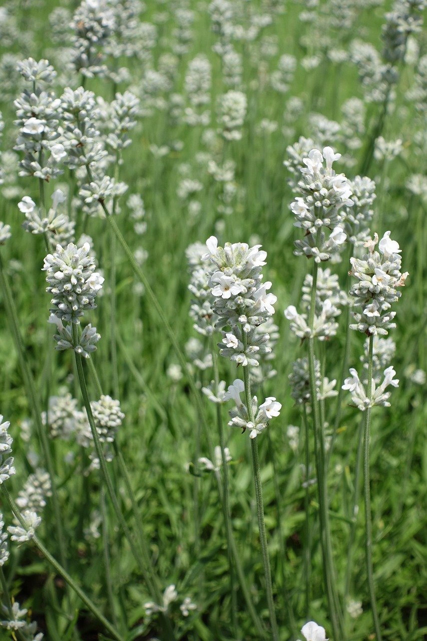 Lavender White Flower - Free photo on Pixabay - Pixabay